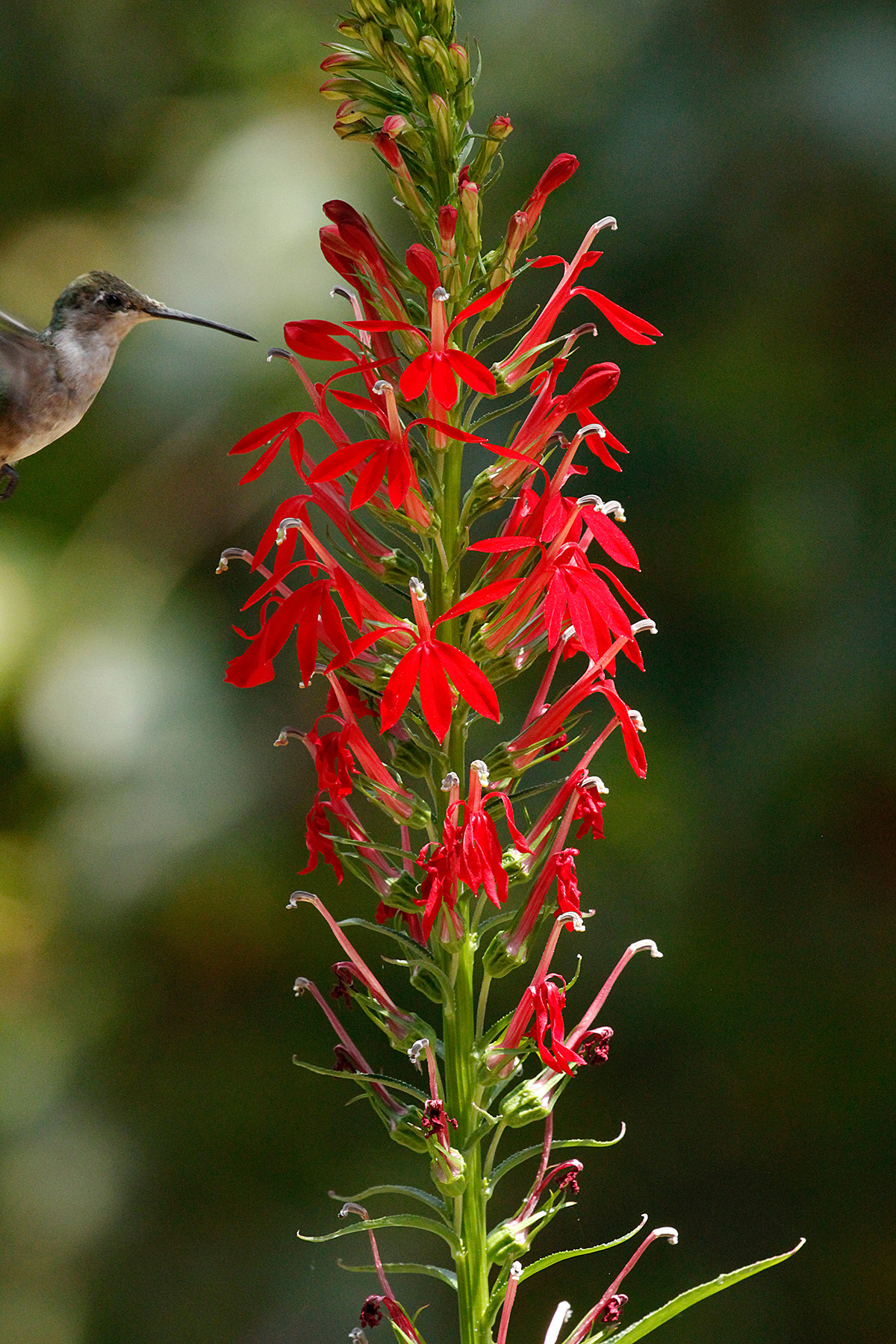 Lobelia cardinalis (Cardinal Flower)