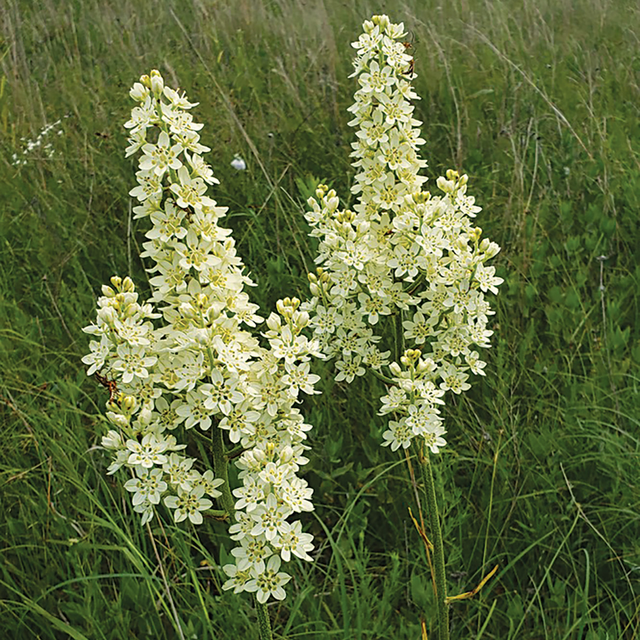 Melanthium virginicum (Bunchflower Lily)