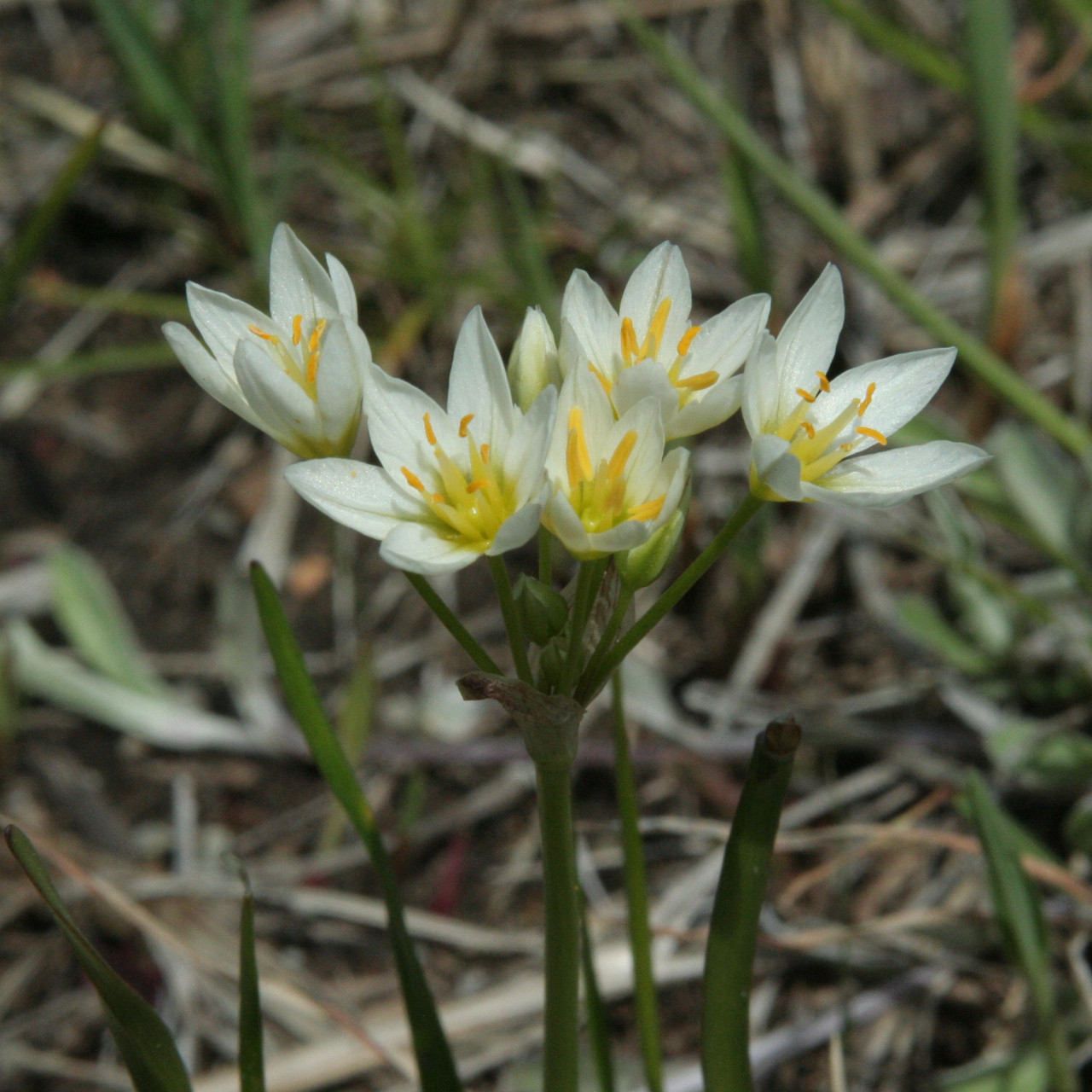 Nothoscordum bivalve (False Garlic)