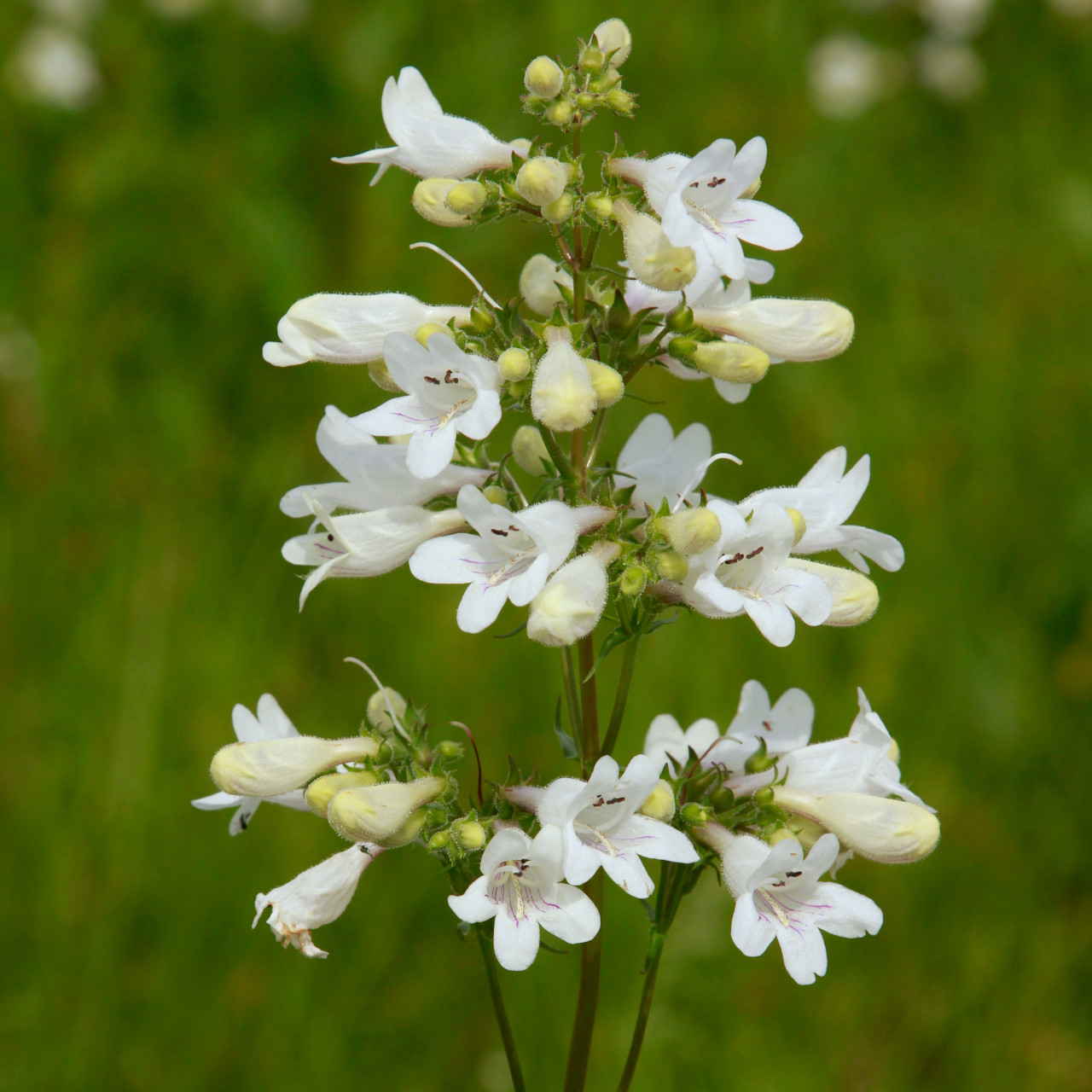 Penstemon digitalis (Foxglove beardtongue)