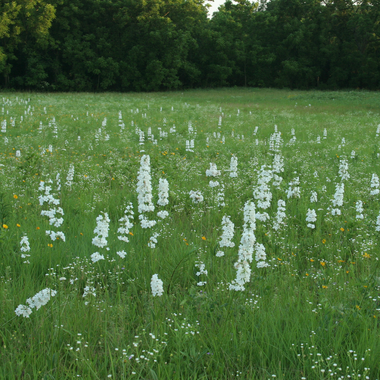 Penstemon cobaea (Purple Beardtongue)