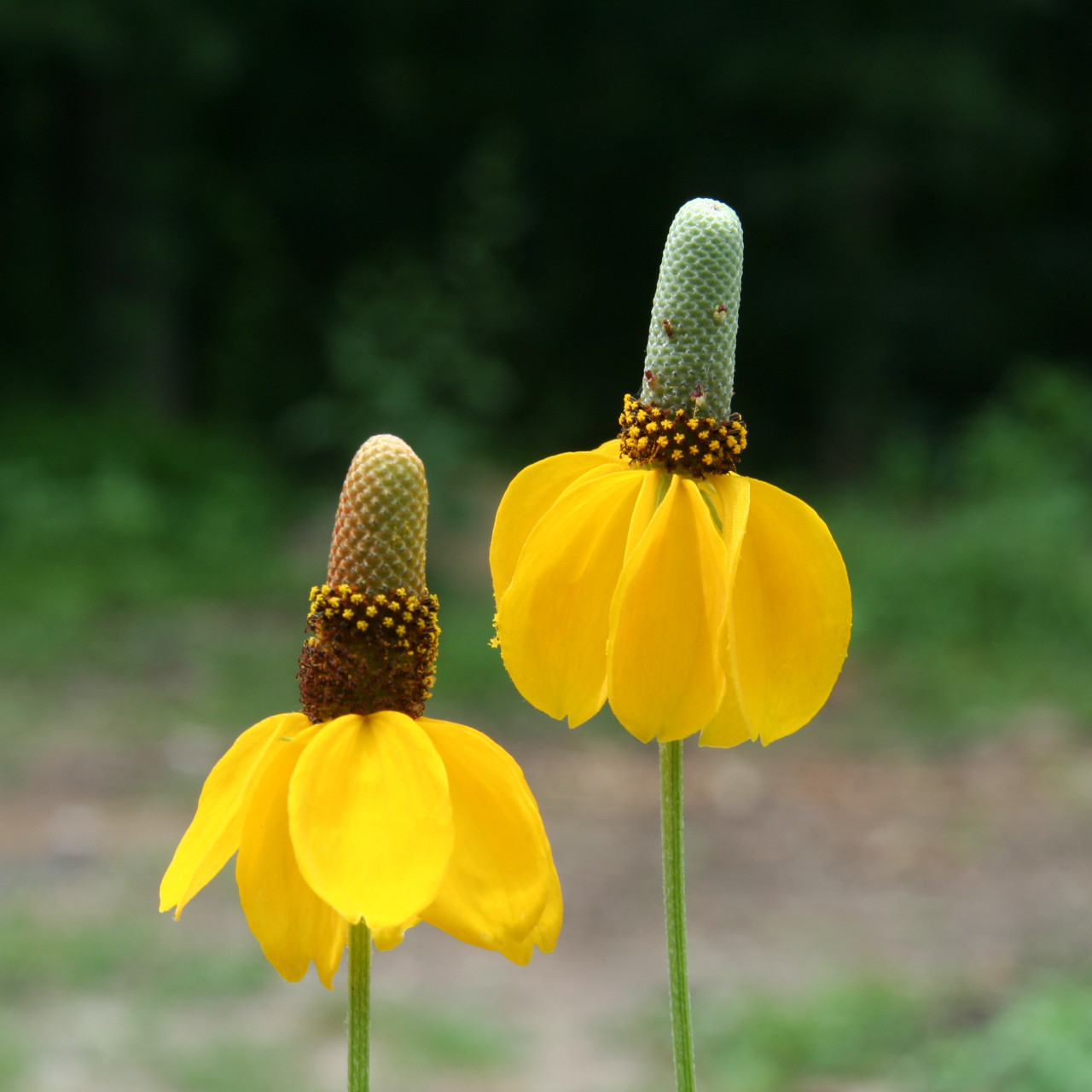Ratibida columnifera (Longhead Coneflower)