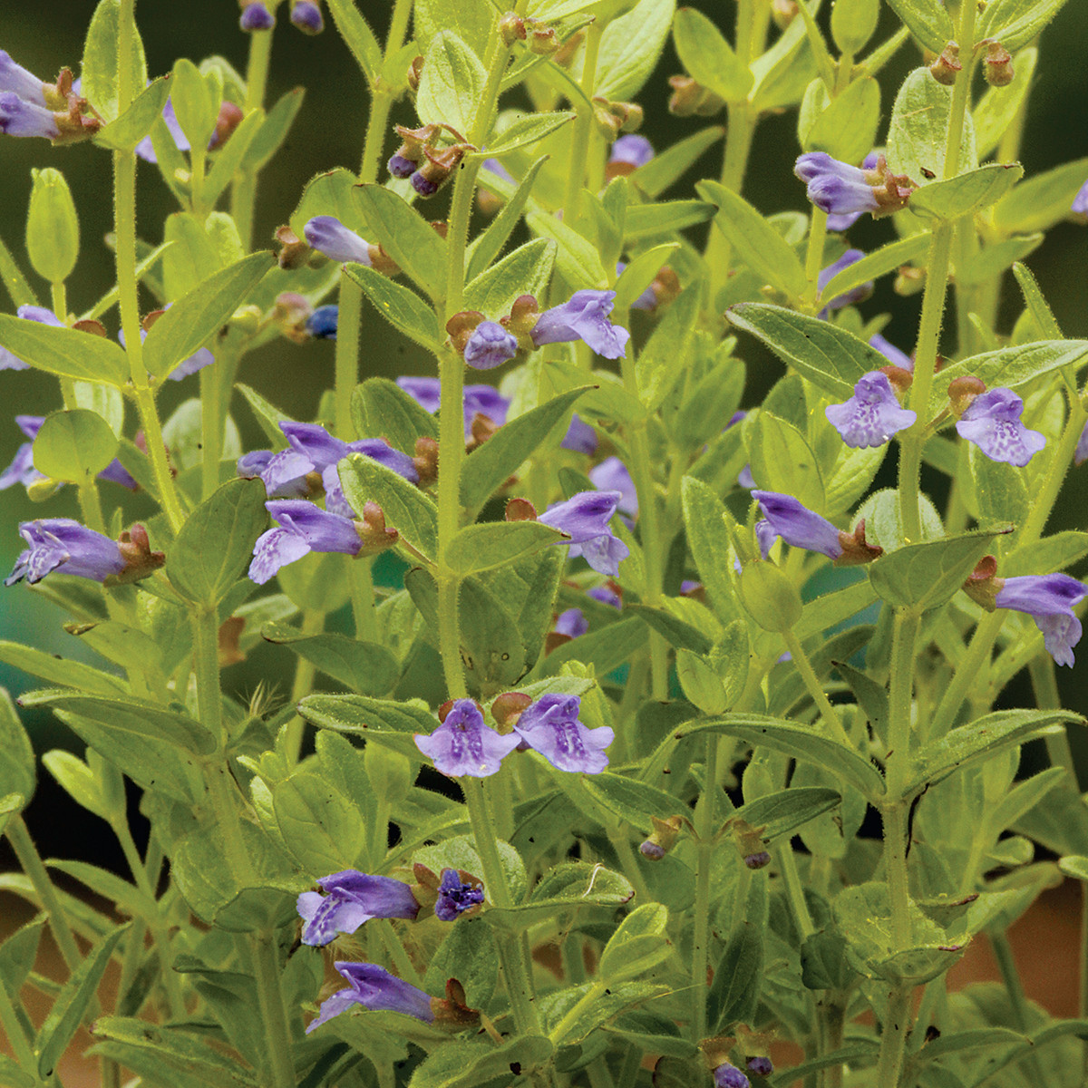 Scutellaria parvula (Small Skullcap)