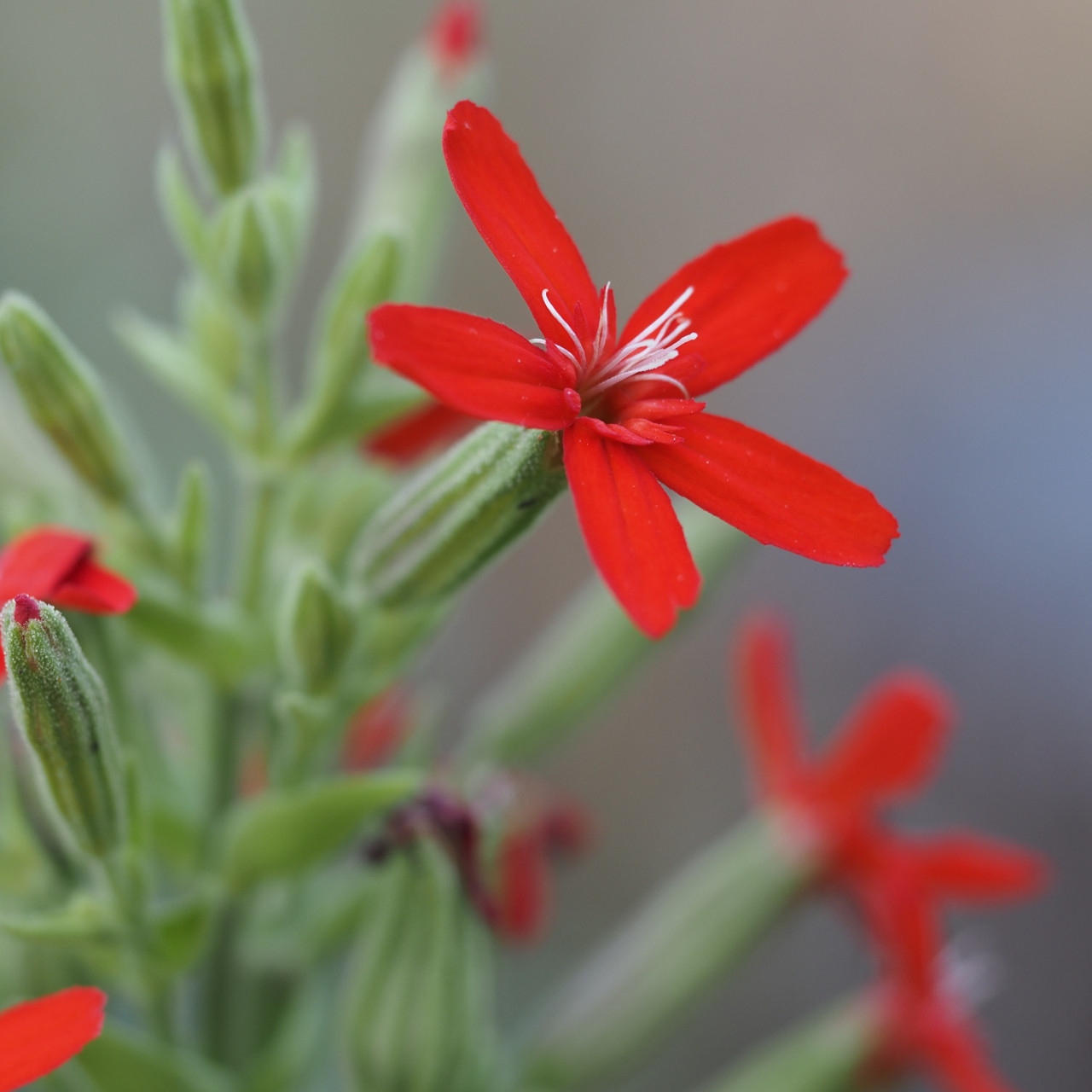 Silene regia (Royal Catchfly)