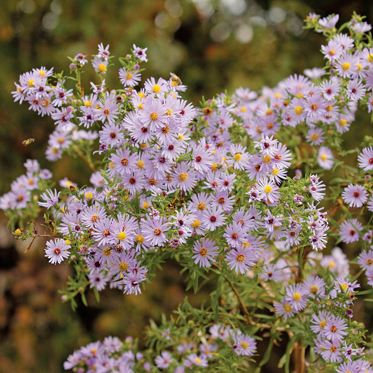 Symphyotrichum oolentangiense (Sky Blue Aster)