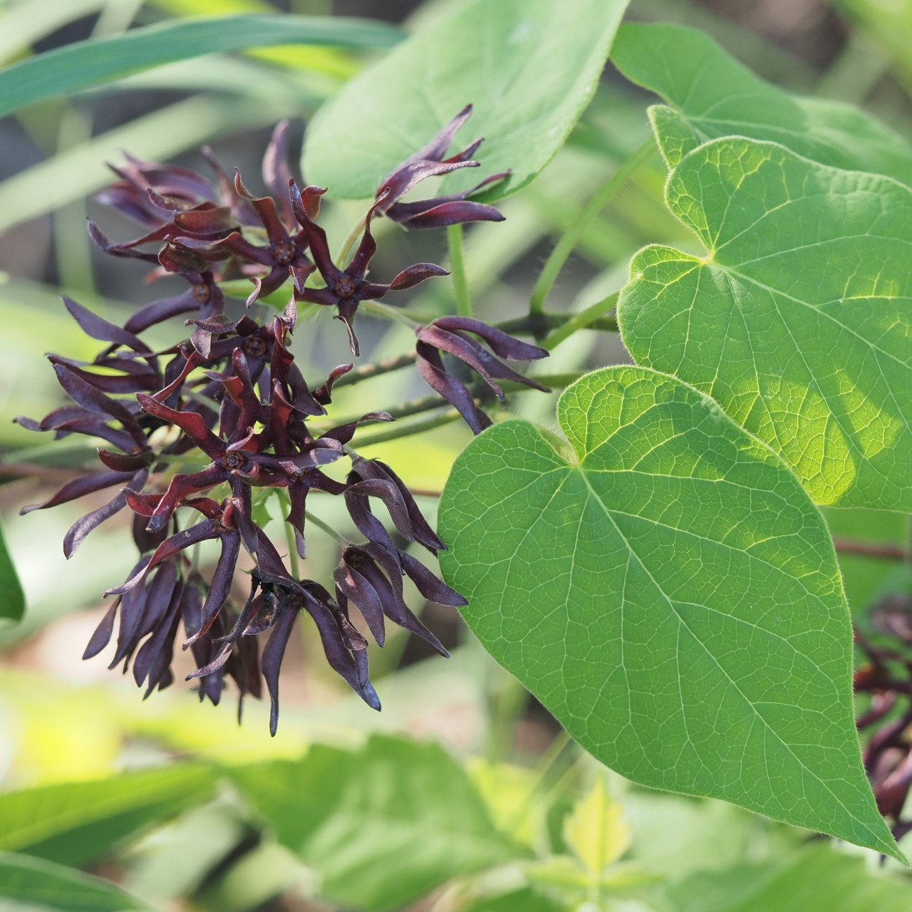 Matelea decipiens (Climbing Milkweed)