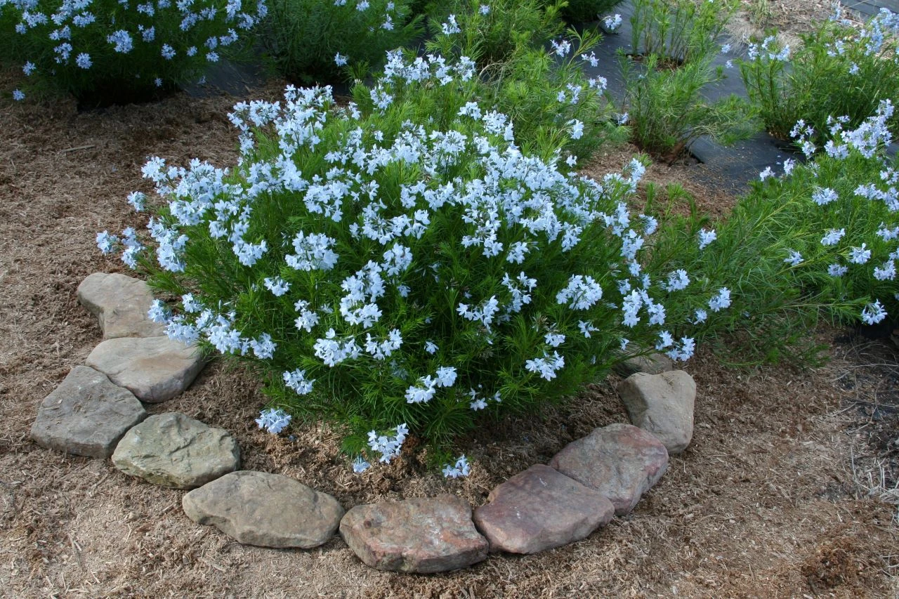 Amsonia ciliata var. filifolia (Fringed Blue Star)