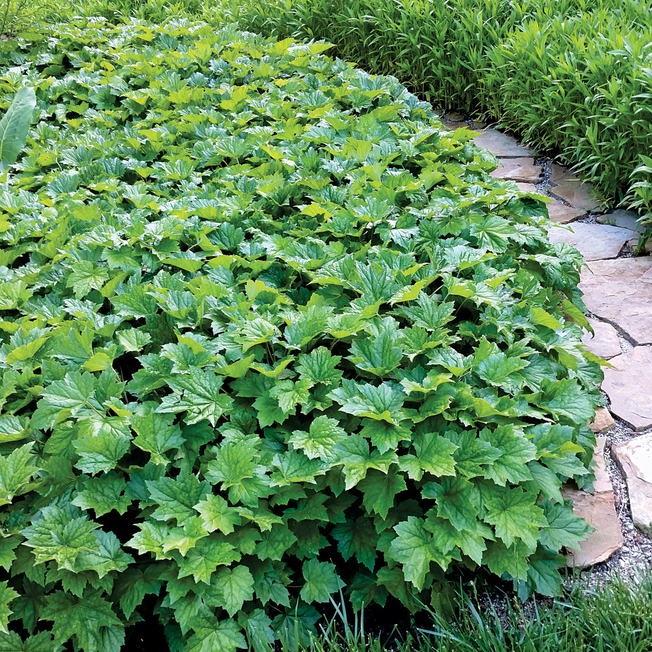 Heuchera villosa (Maple-leaf Alumroot)