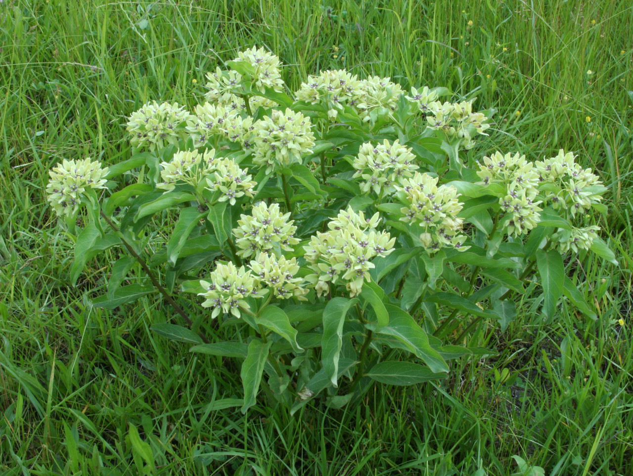 Asclepias viridis (Spider Milkweed)