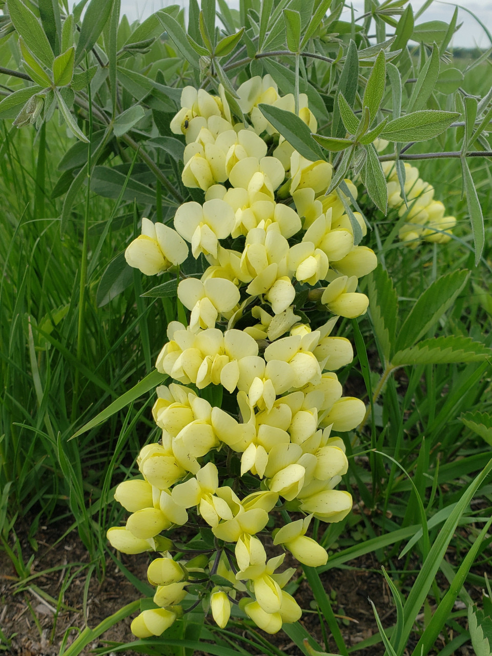 Baptisia bracteata (Cream Wild Indigo)