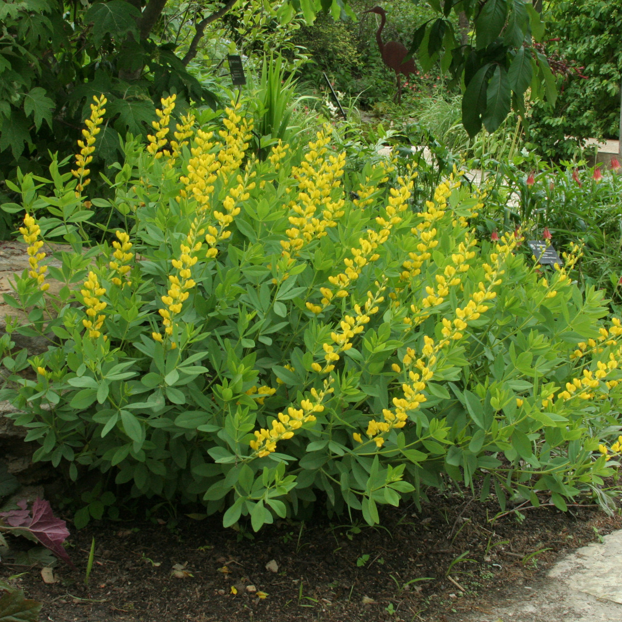Baptisia bracteata (Cream Wild Indigo)