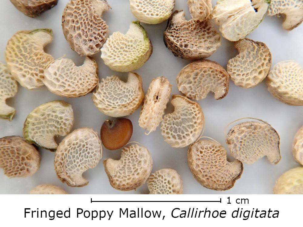 Callirhoe digitata (Fringed Poppy Mallow)