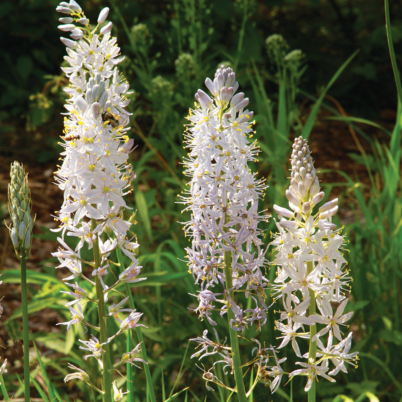 Missouri Wildflowers Nursery