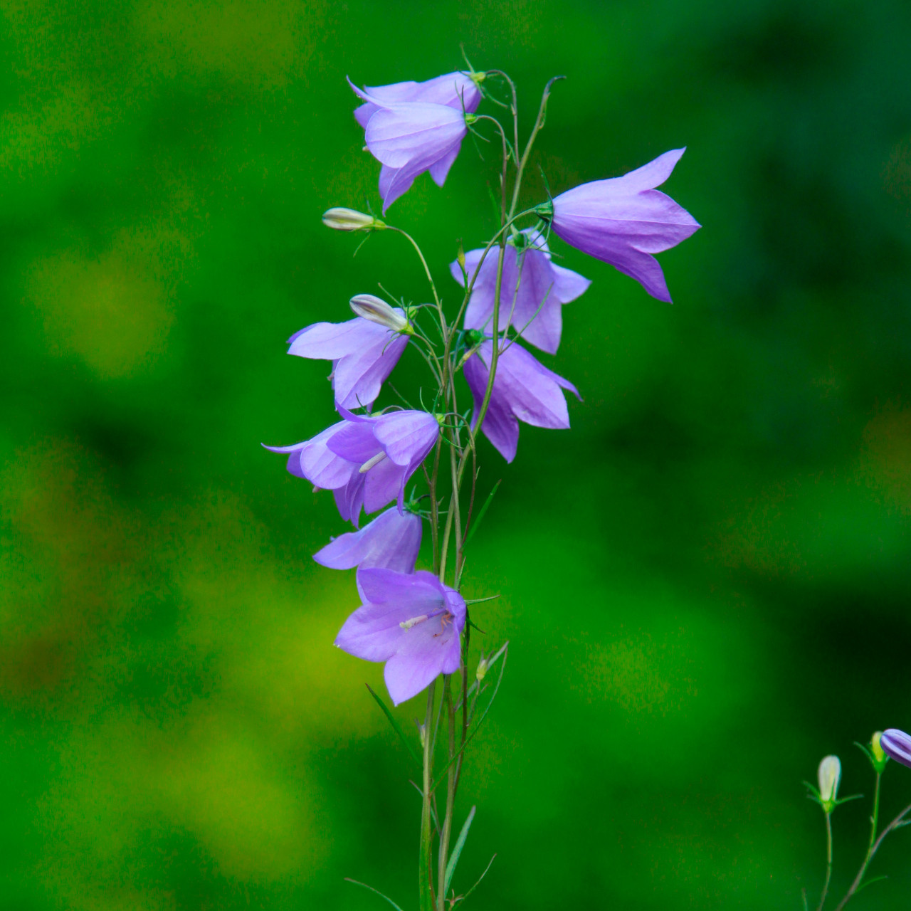 Campanula rotundifolia (Harebell)