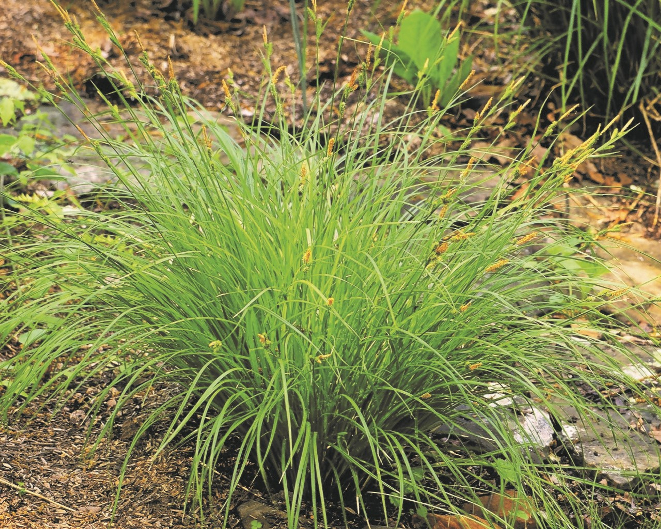 Carex stricta (Tussock Sedge)