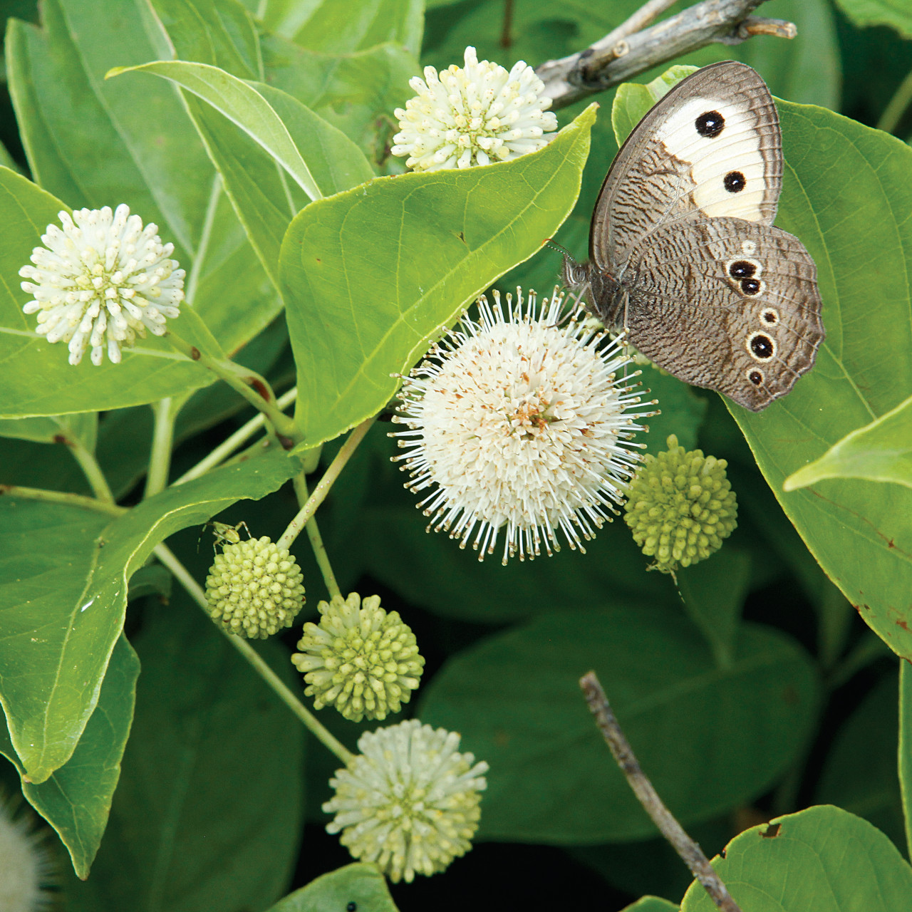 Cephalanthus occidentalis (Buttonbush)