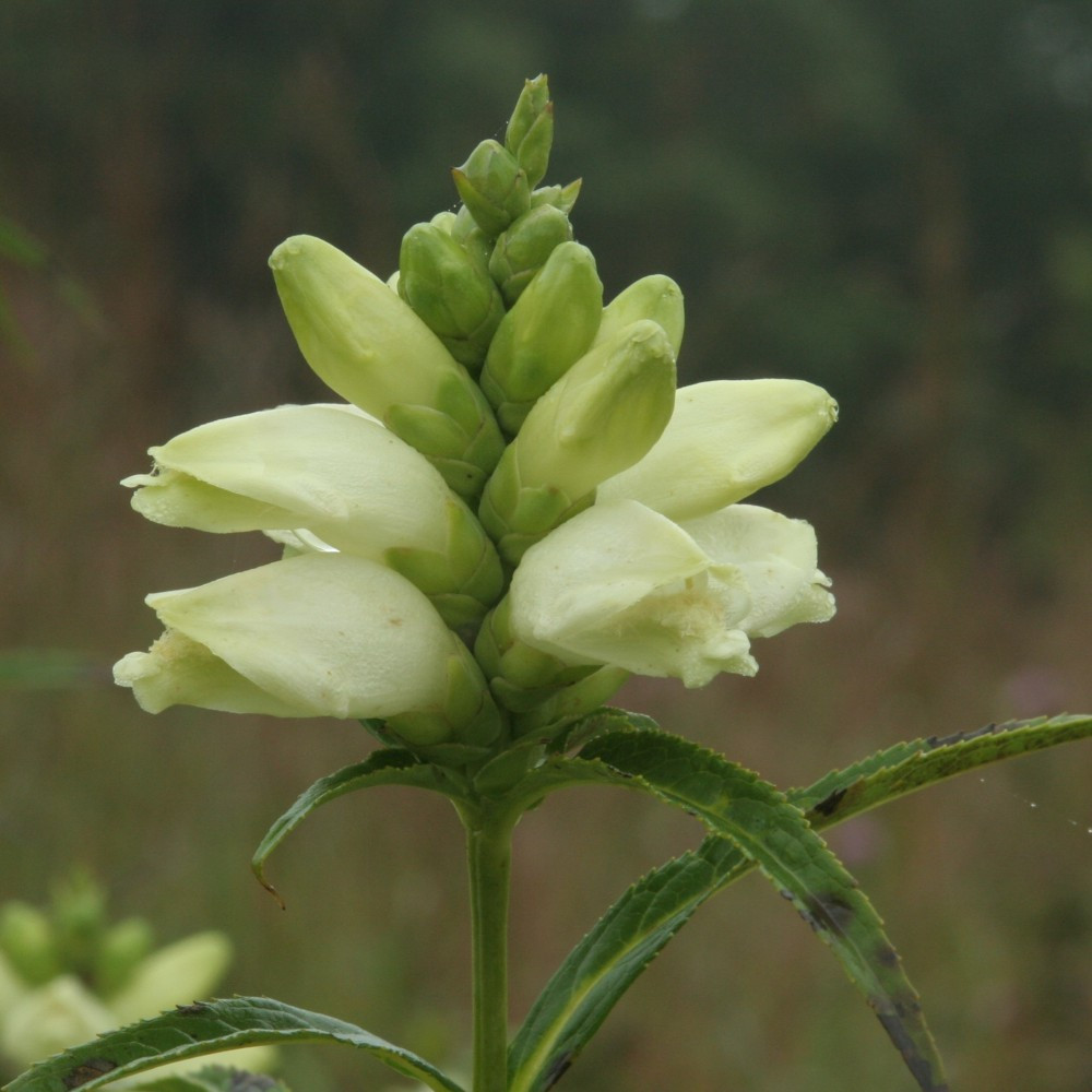 Chelone glabra (White Turtlehead)