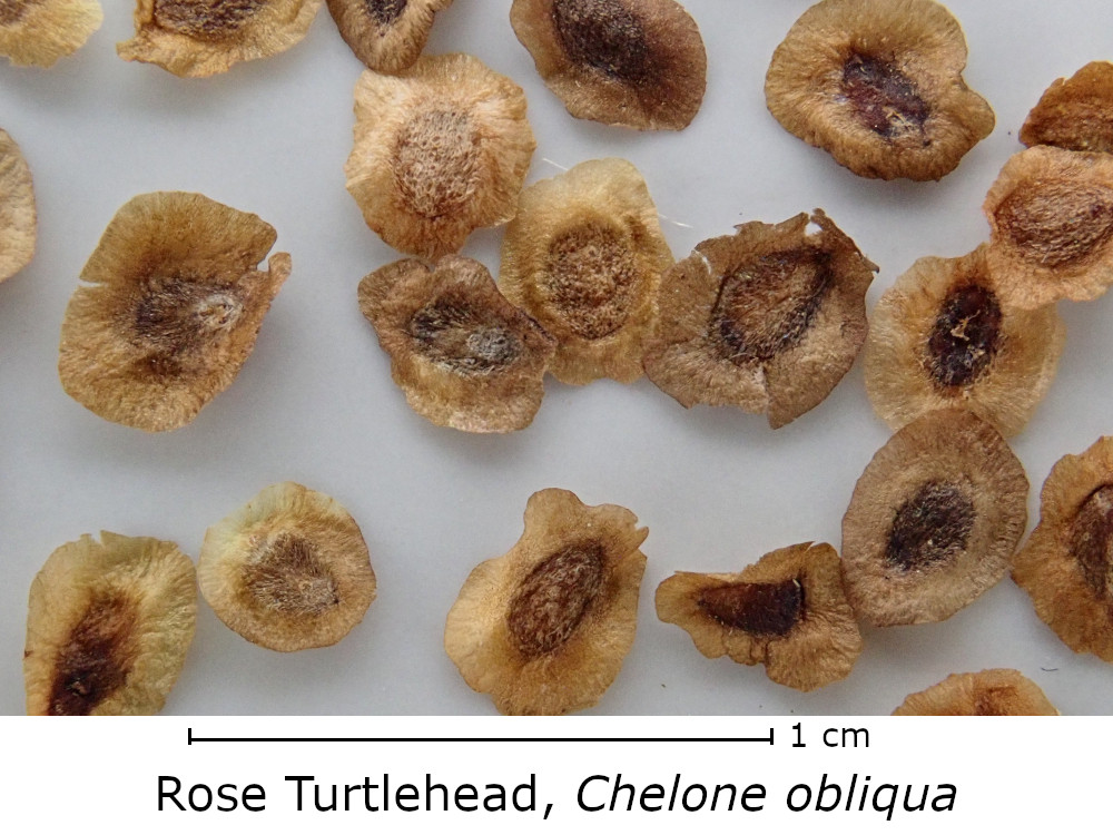 Chelone obliqua (Rose Turtlehead)