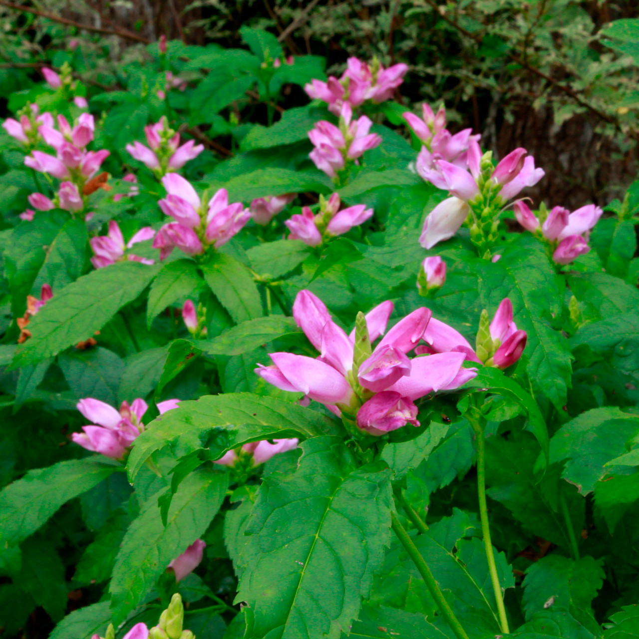 Chelone obliqua (Rose Turtlehead)