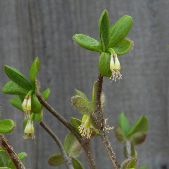 Dirca palustris (Leatherwood)