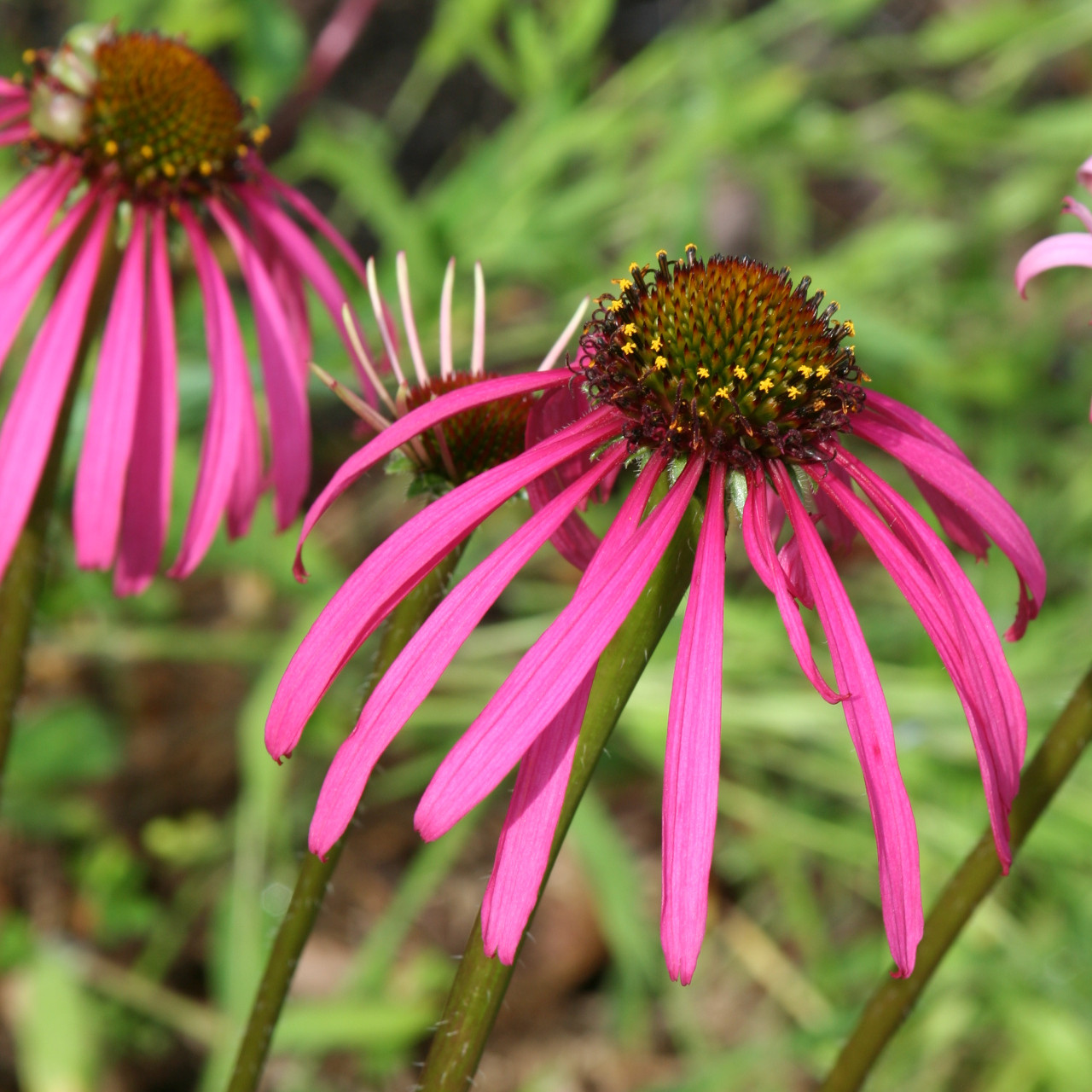 Echinacea simulata (Glade Coneflower)
