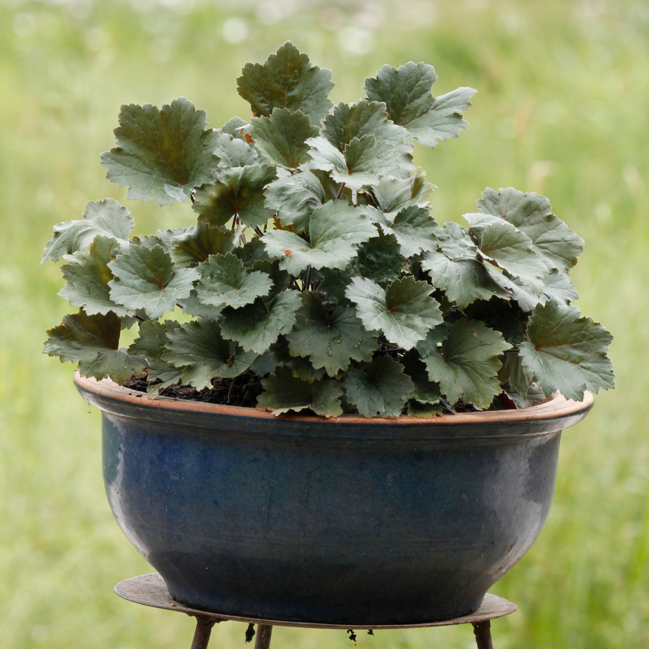 Heuchera villosa (Maple-leaf Alumroot)