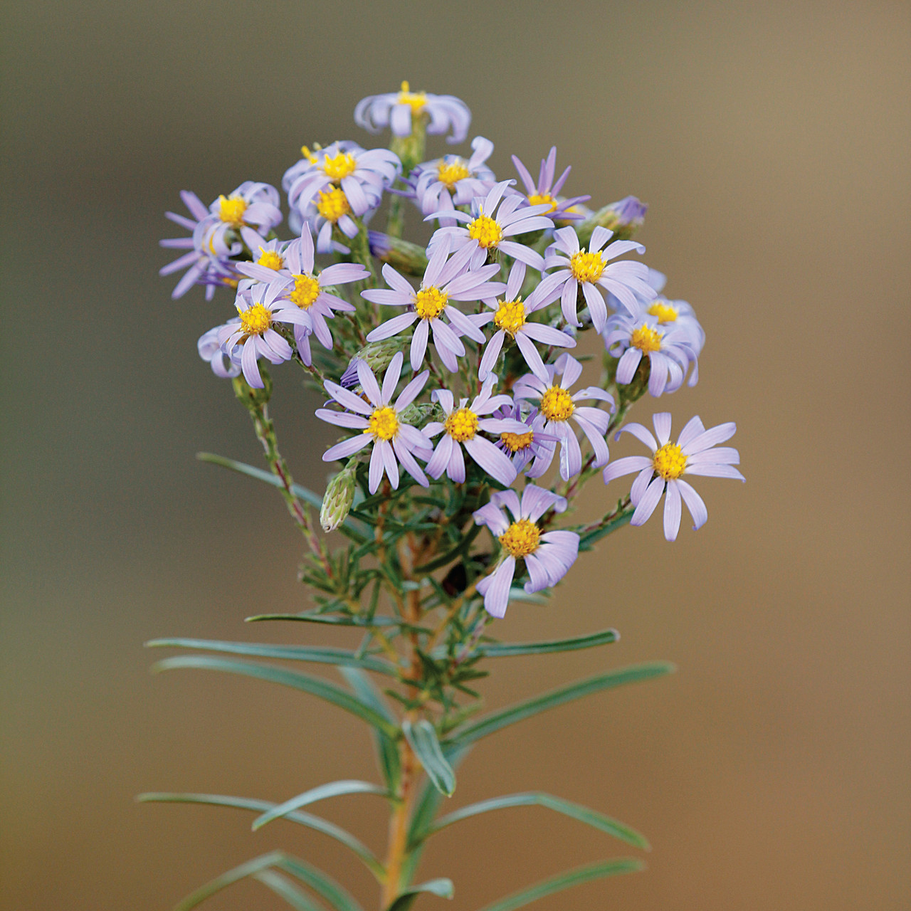 Ionactis linariifolius (Stiffleaf Aster)