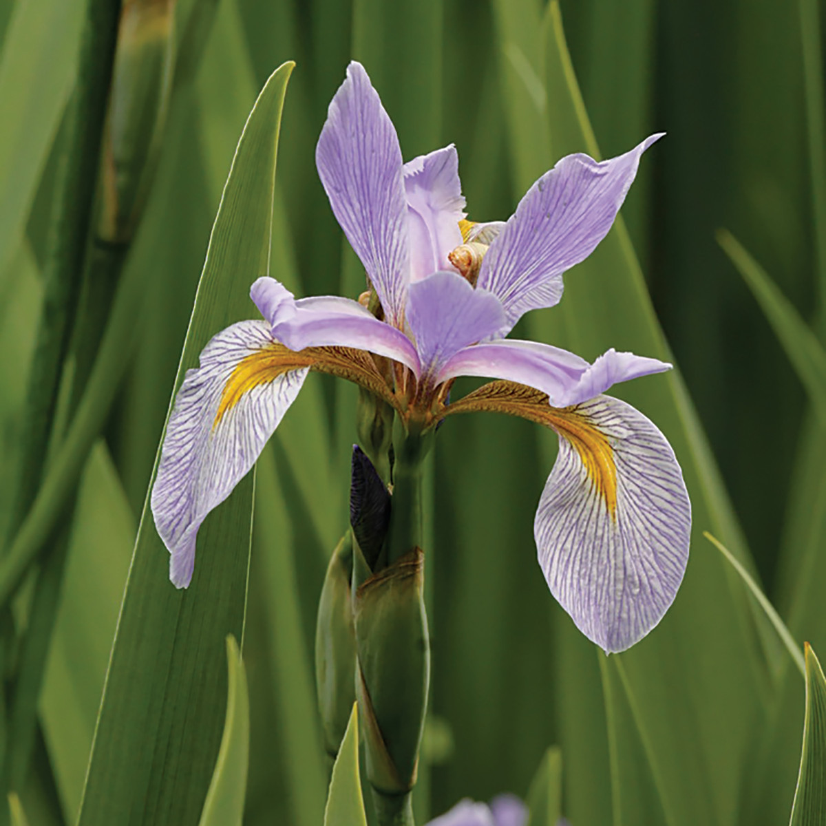 Iris virginica (Southern Blue Flag)