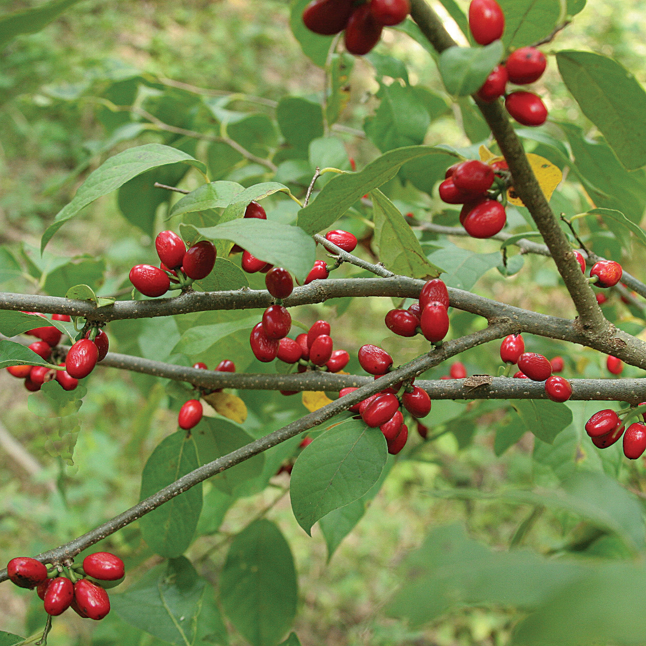 Lindera benzoin (Spicebush)