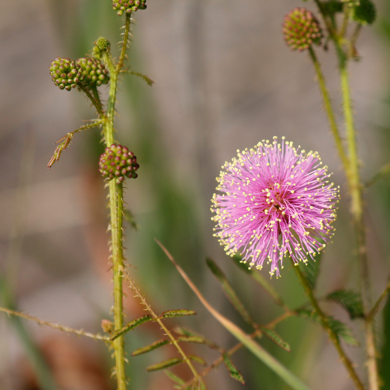 Mimosa quadrivalvis (Sensitive Briar)