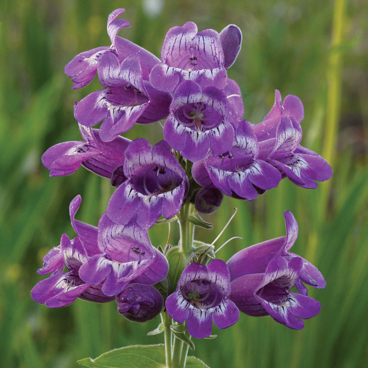 Penstemon cobaea (Purple Beardtongue)