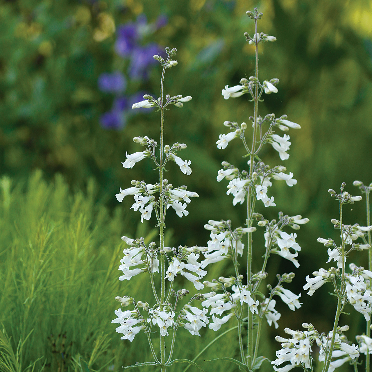 Penstemon cobaea (Purple Beardtongue)