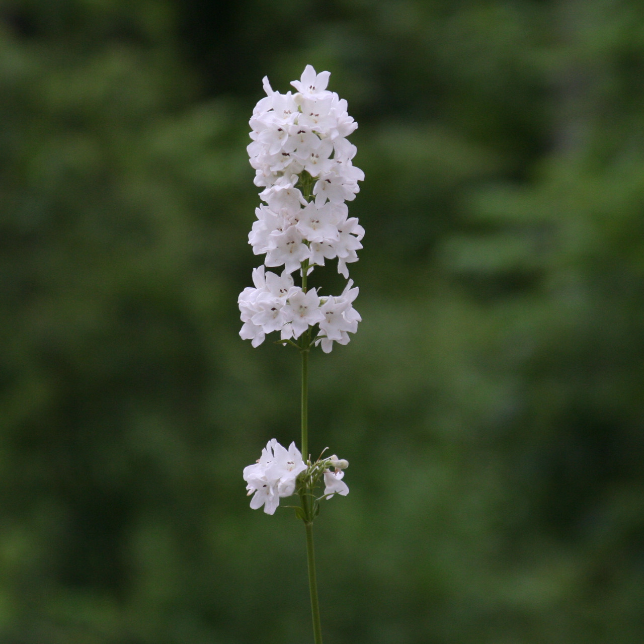 Penstemon cobaea (Purple Beardtongue)