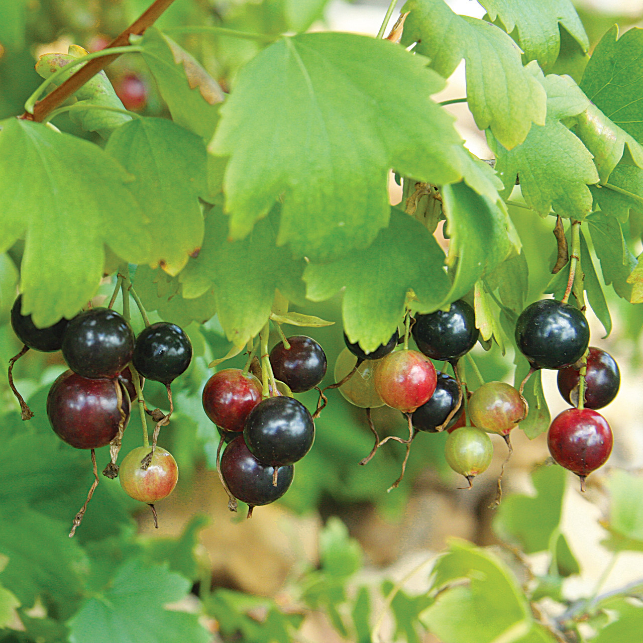 Ribes odoratum (Golden Currant)