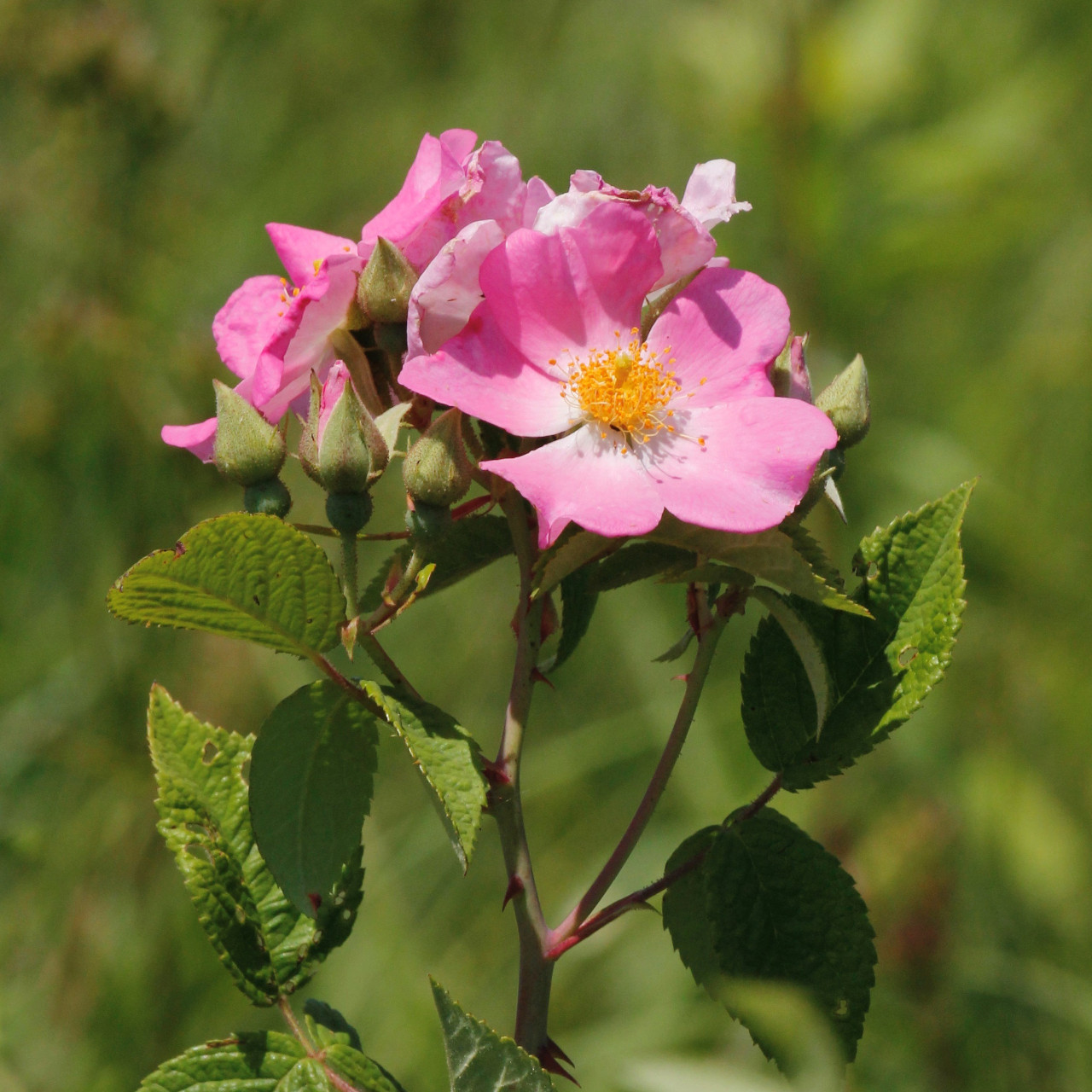 Rosa setigera (Climbing Prairie Rose)