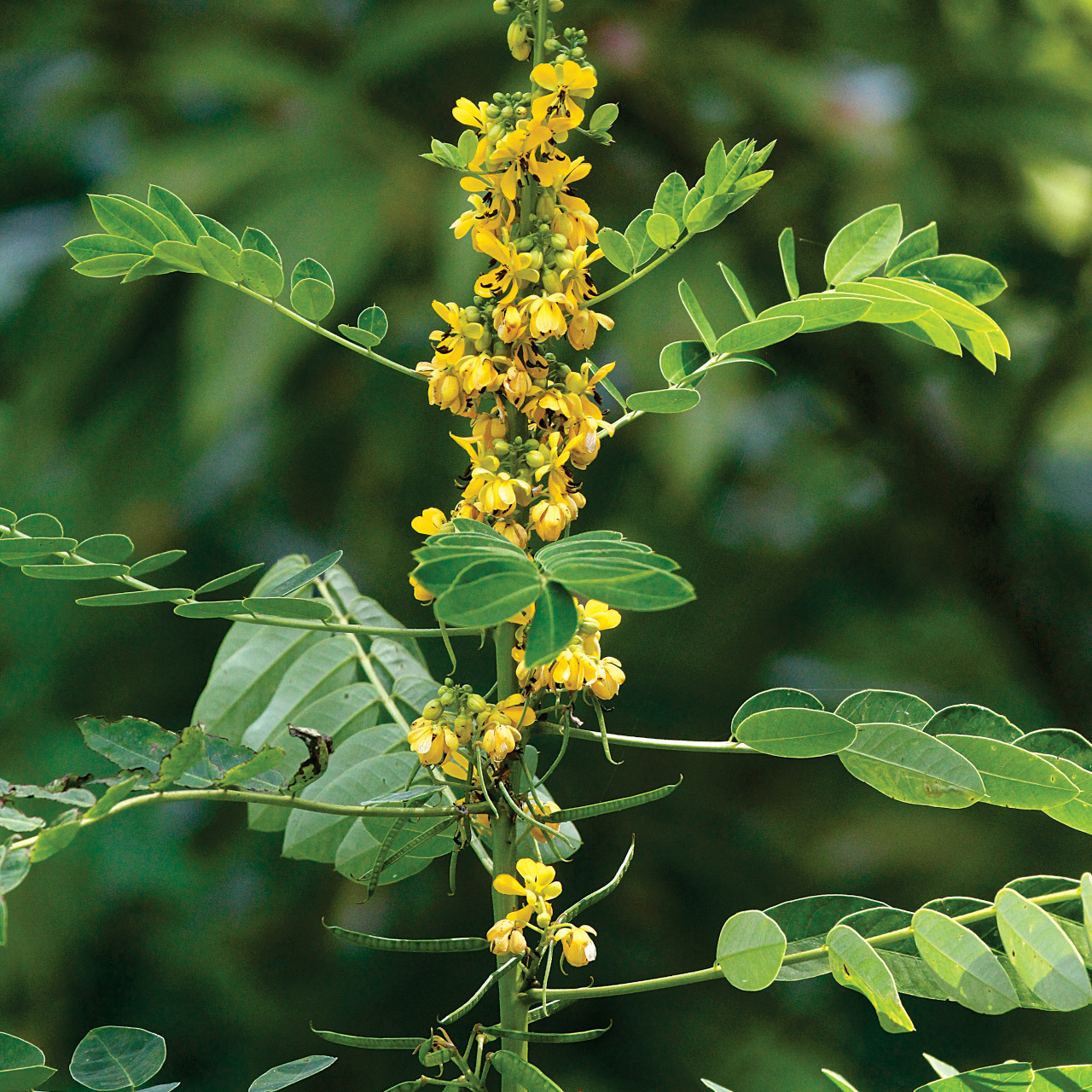 Senna marilandica (Maryland Senna)