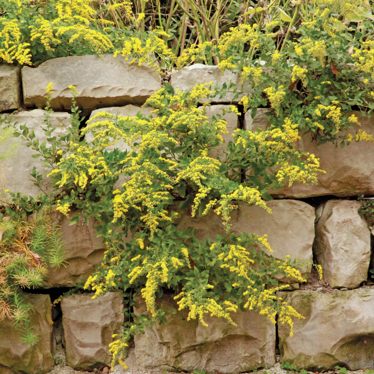 Solidago drummondii (Cliff Goldenrod)