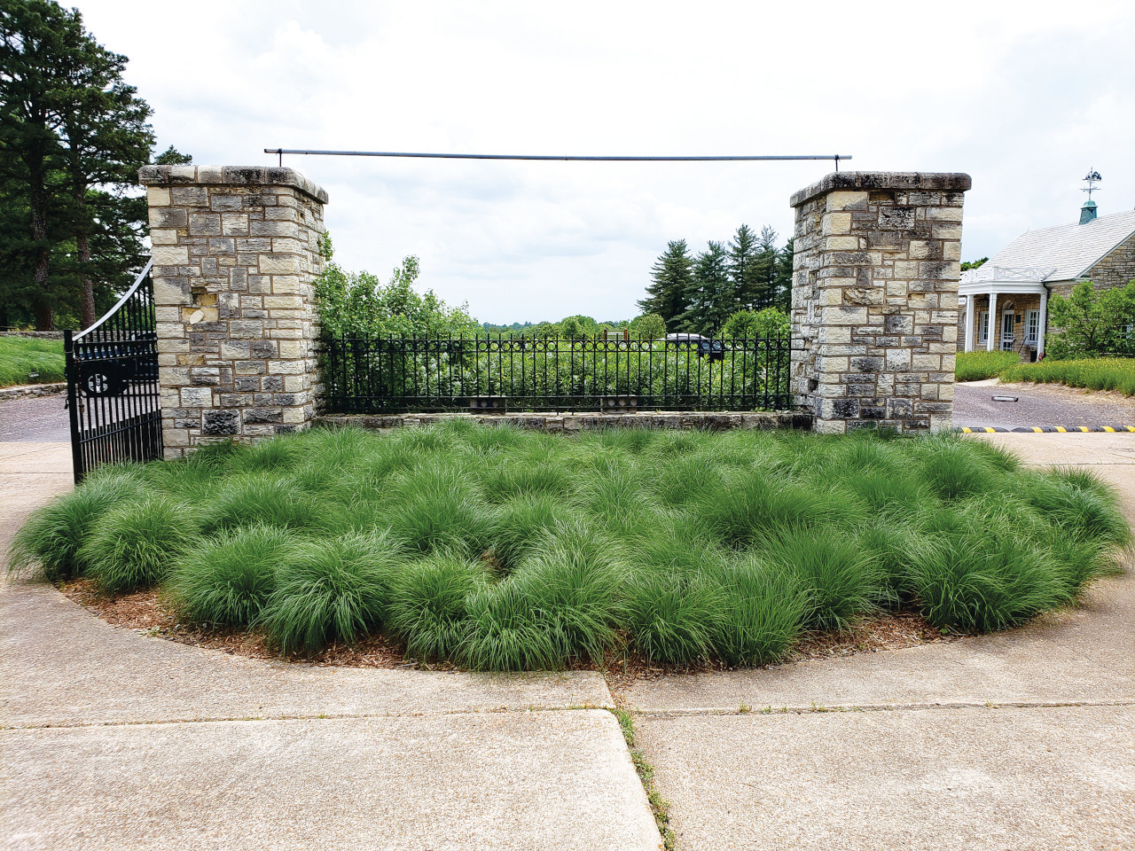 Sporobolus heterolepis (Prairie Dropseed)