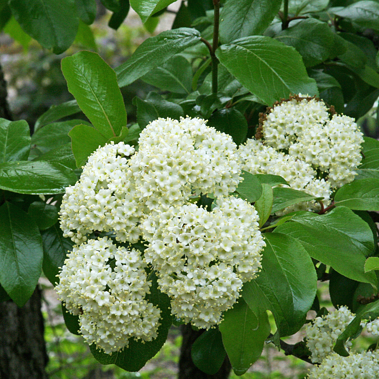 Viburnum rufidulum (Rusty Black Haw)
