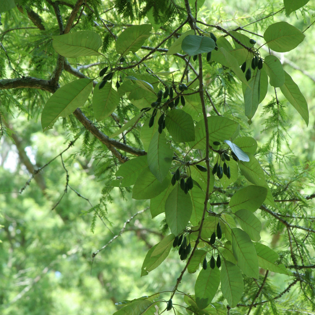 Nyssa aquatica (Water Tupelo)