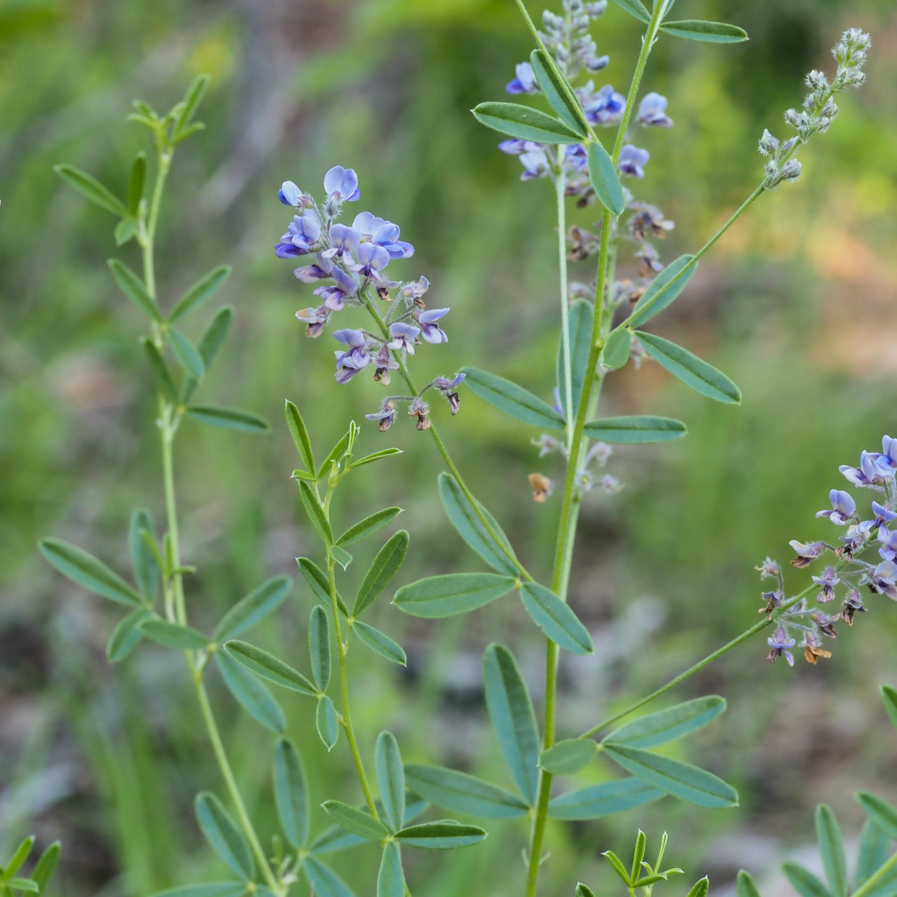 Pediomelum tenuiflorum (Slimflower Scurfpea)