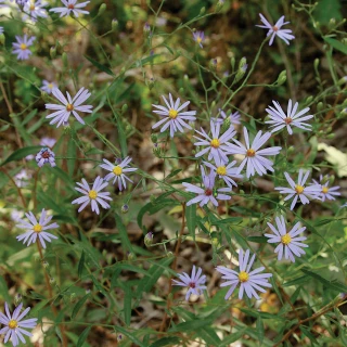 Ionactis linariifolius (Stiffleaf Aster)