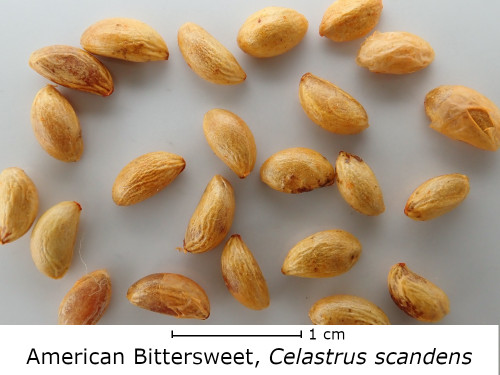 Celastrus scandens (American Bittersweet)