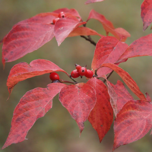 Cornus florida (Flowering Dogwood)