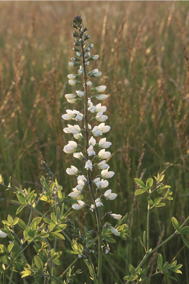 Baptisia alba (White Wild Indigo)