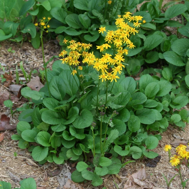 Packera obovata (Roundleaf Groundsel)
