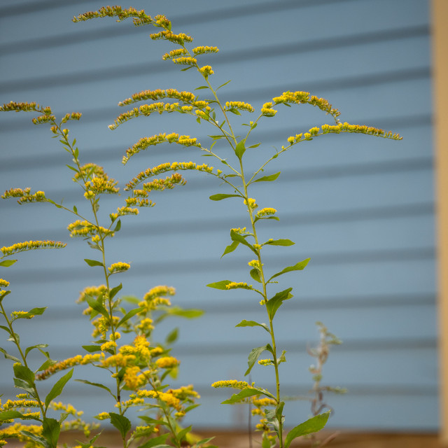 Solidago drummondii (Cliff Goldenrod)