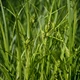 Carex eburnea (Cedar Sedge)