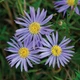 Eurybia hemispherica (Southern Prairie Aster)