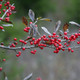 Ilex decidua (Deciduous Holly)